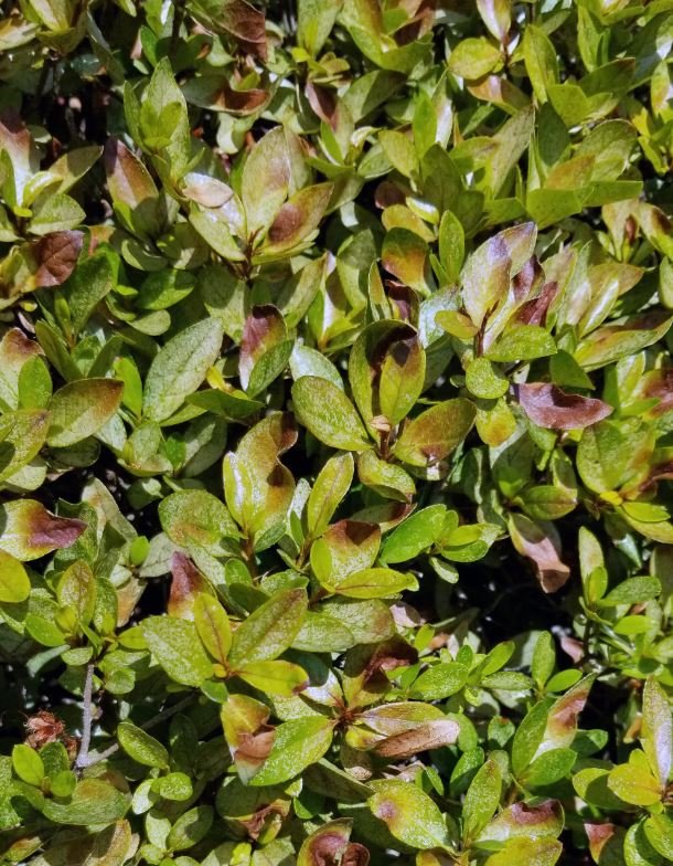 Rhododendron and Azalea Care — Seattle's Favorite Garden Store Since ...