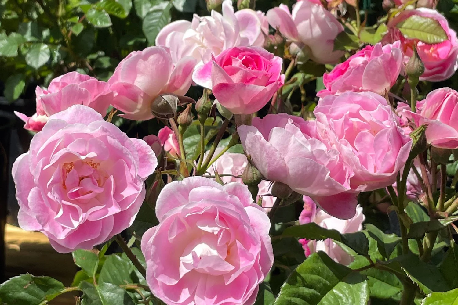 Seattle's Favorite Garden Store Since 1924 - Swansons Nursery