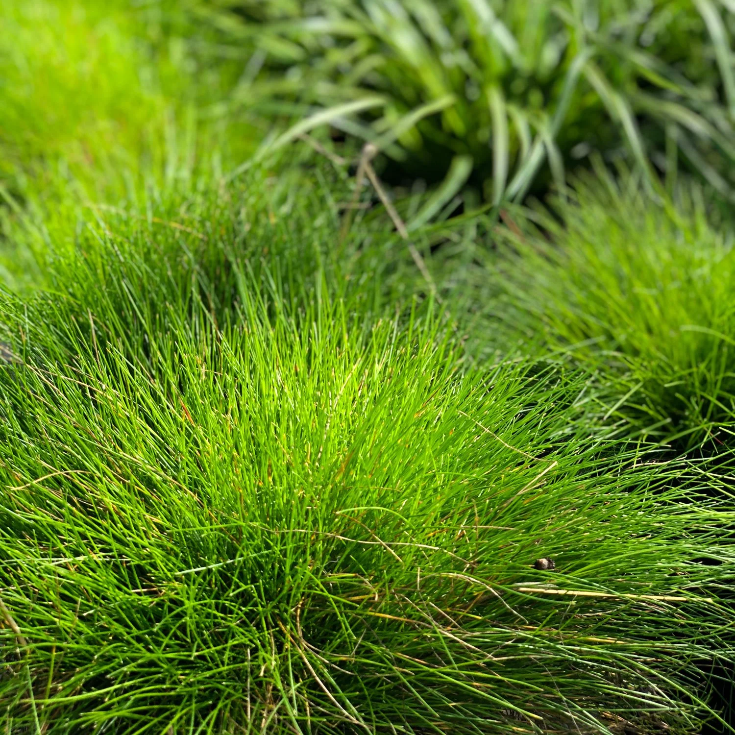 Fall Favorites: Perennials and Annuals — Seattle's Favorite Garden ...