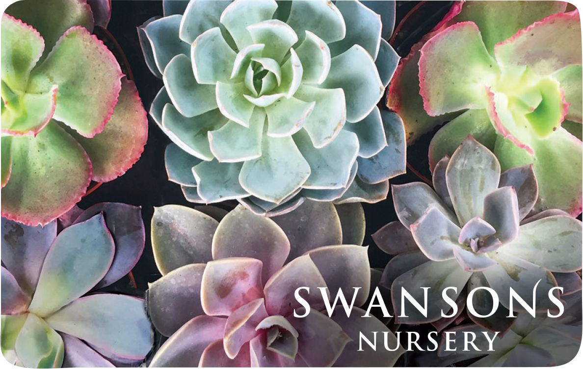 Swansons' Gift Cards Make the Perfect Present — Seattle's Favorite ...