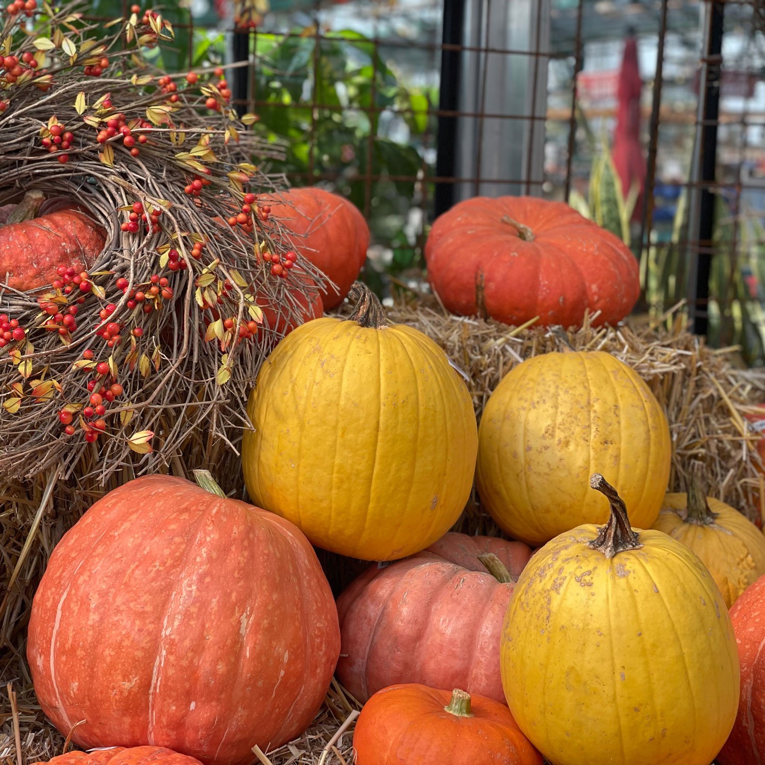 Celebrate Fall with Pumpkins, Fall Décor, and Scarecrows — Seattle's ...