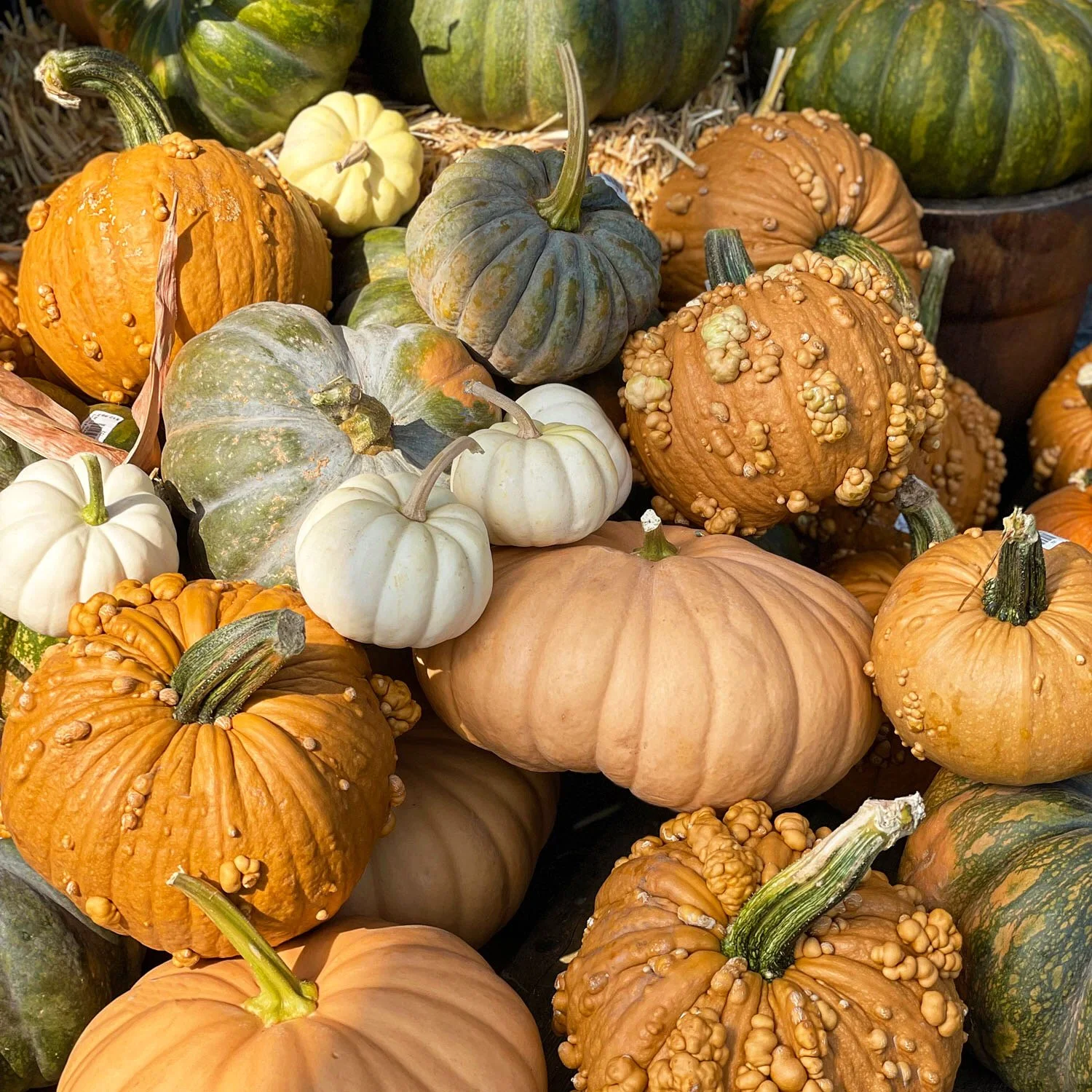 Seattle's Favorite Garden Store Since 1924 - Swansons Nursery