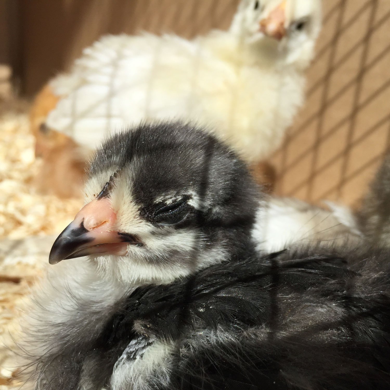 Family Fun at Swansons Nursery — Seattle's Favorite Garden Store Since ...