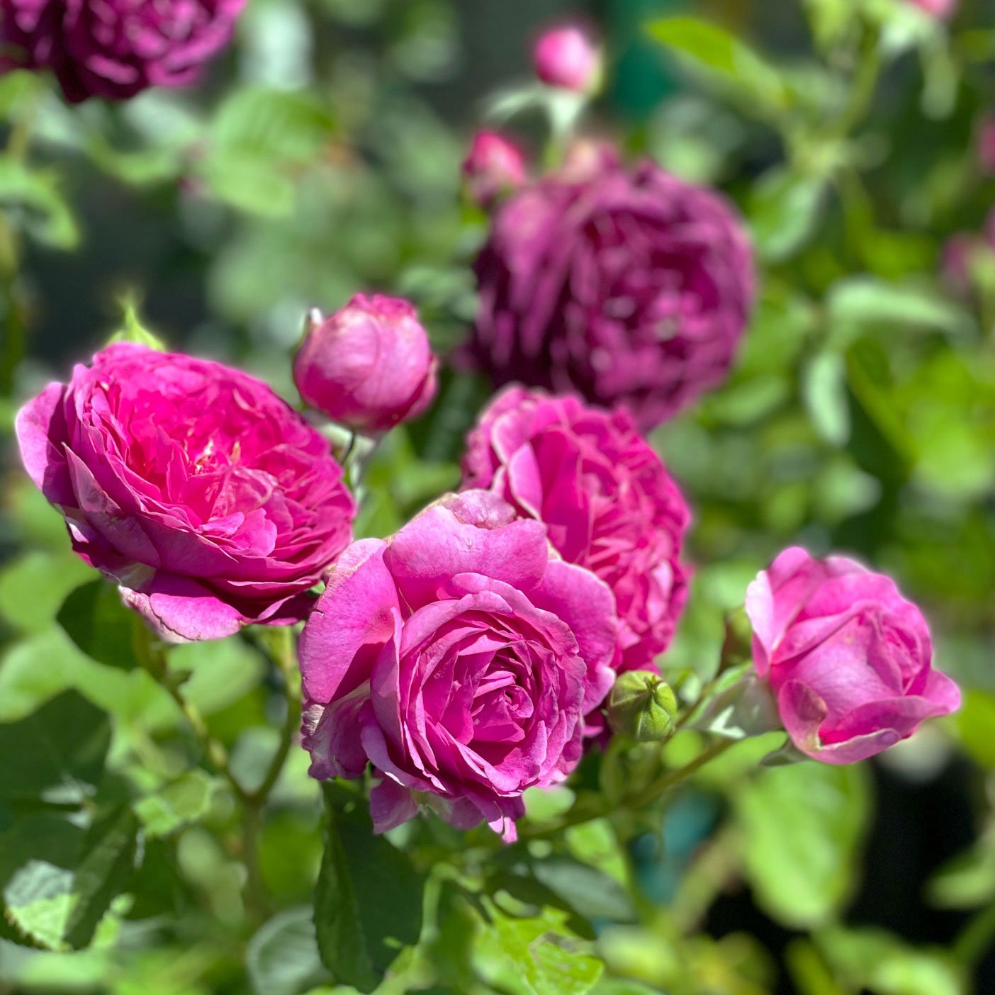 Seattle's Favorite Garden Store Since 1924 - Swansons Nursery