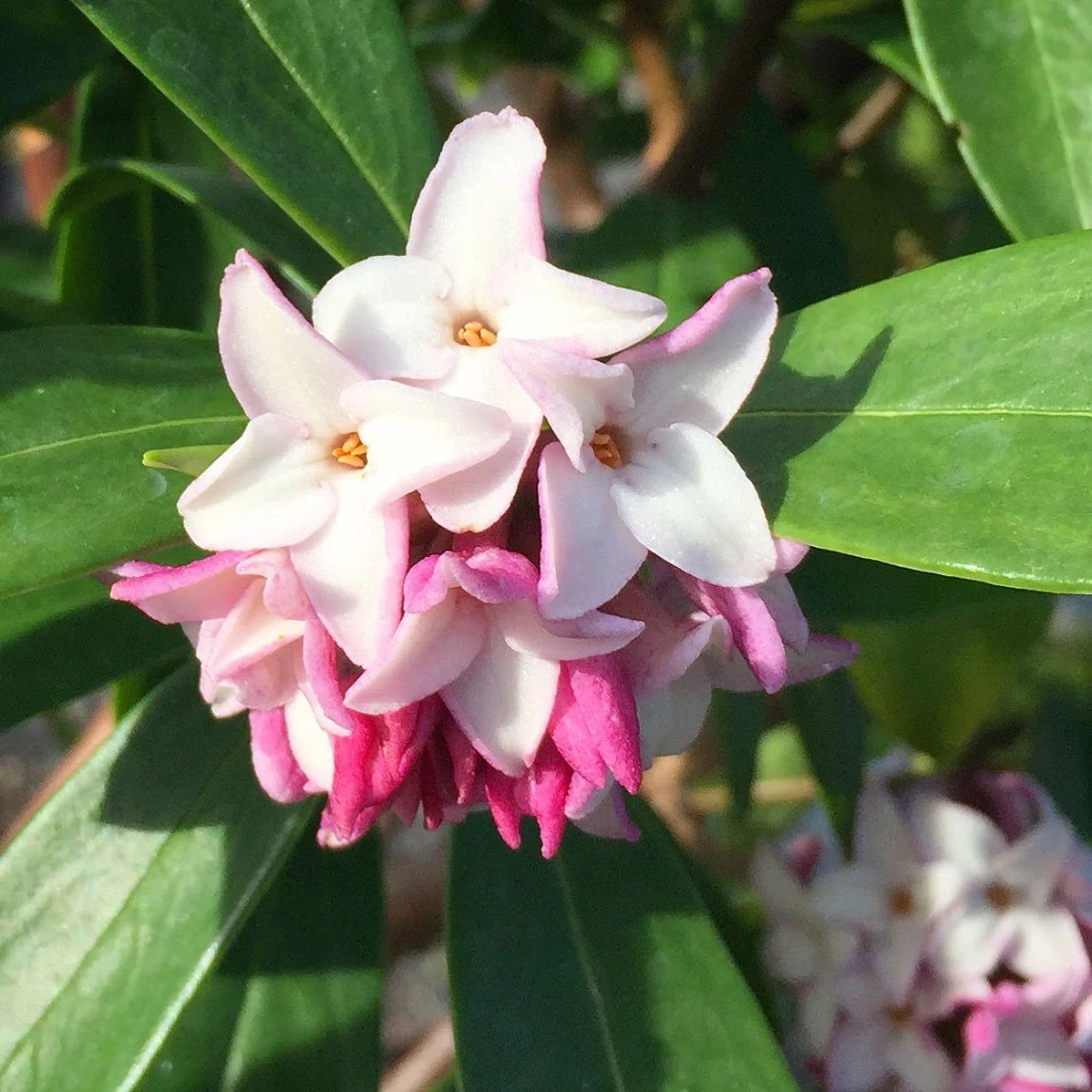 19 Drought-Tolerant Trees and Shrubs for a Water-Wise Garden — Seattle ...