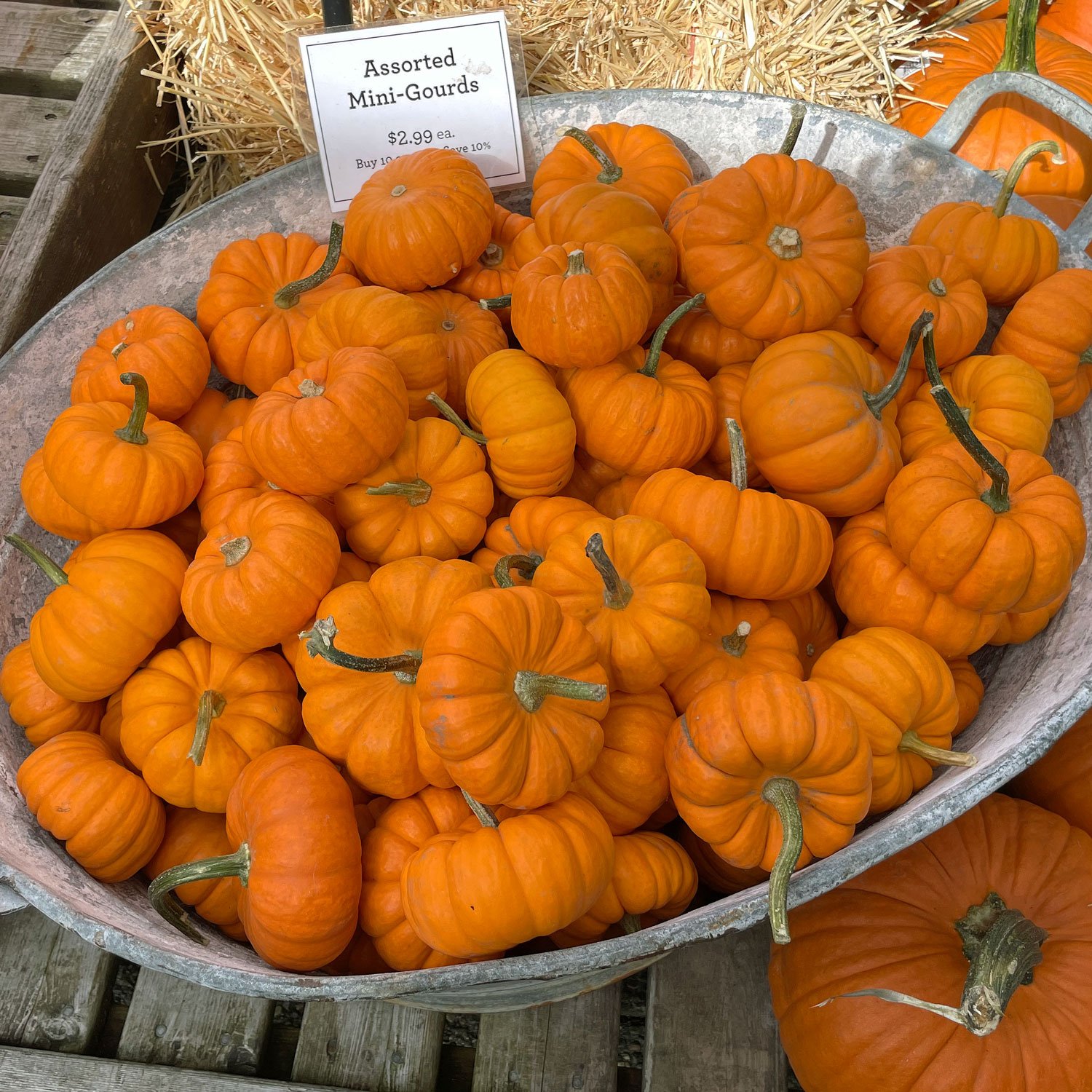 Celebrate Fall with Pumpkins, Fall Décor, and Scarecrows — Seattle's ...