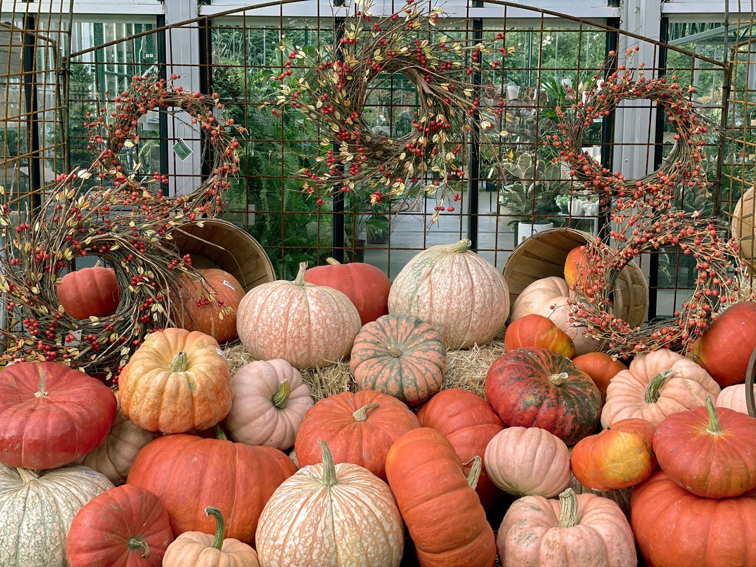 Celebrate Fall with Pumpkins, Fall Décor, and Scarecrows — Seattle's ...