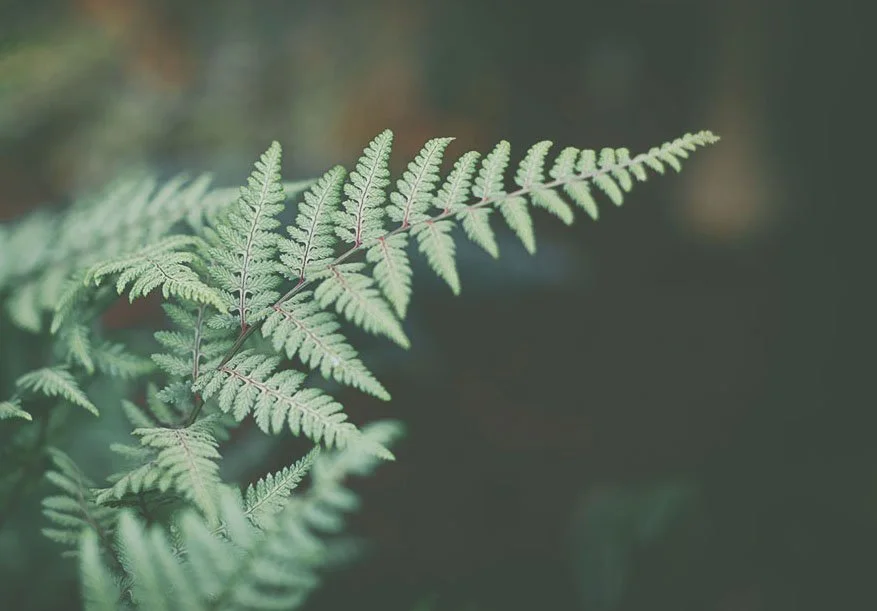 Seattle's Favorite Garden Store Since 1924 - Swansons Nursery