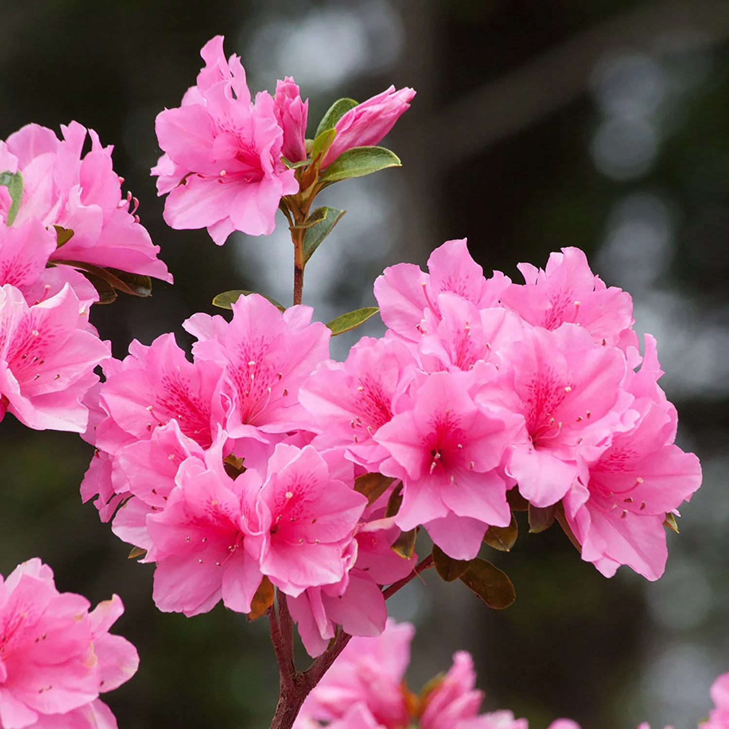Rhododendron and Azalea Care — Seattle's Favorite Garden Store Since ...