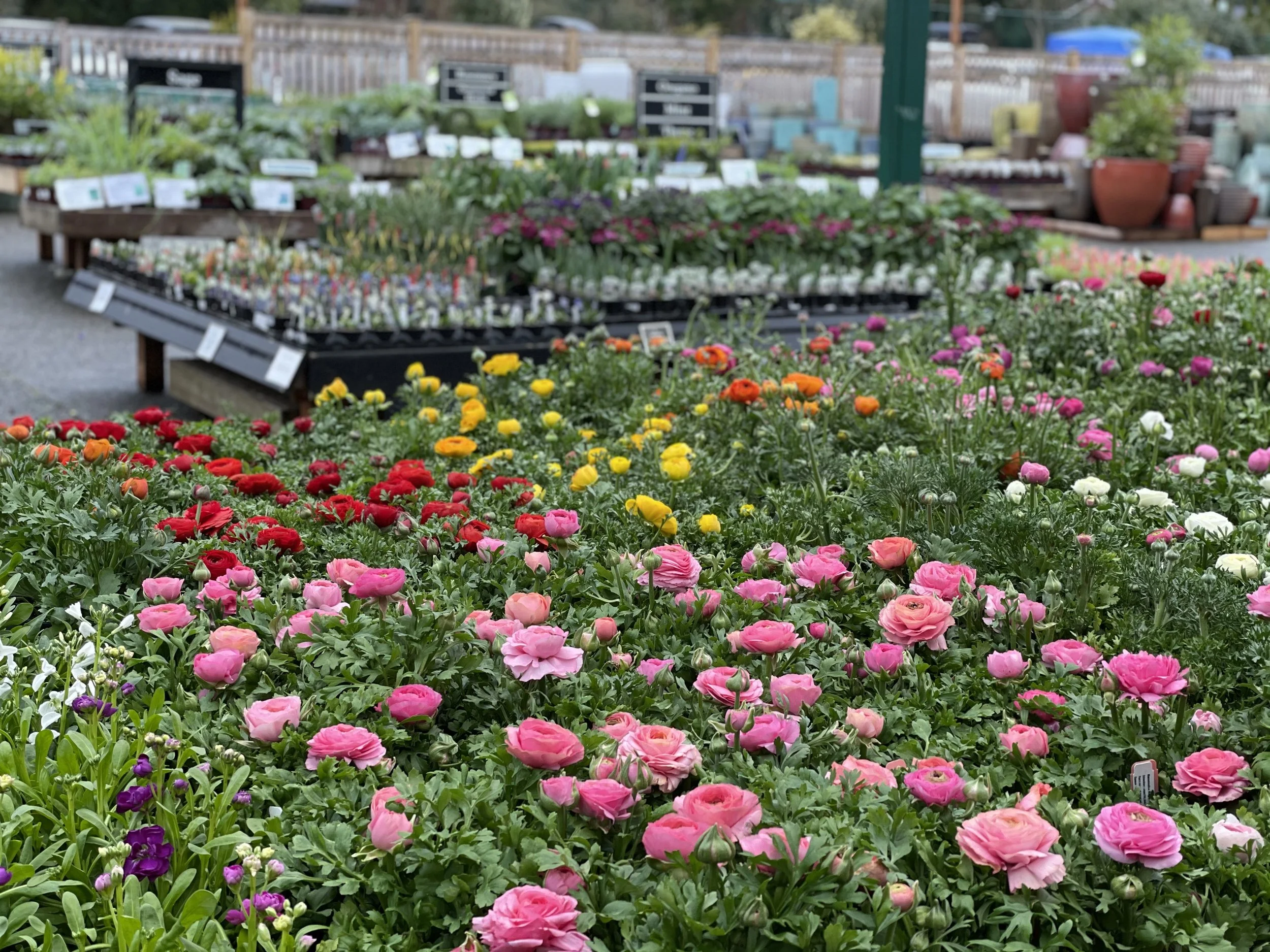 Our Favorite Early Spring Flowers — Seattle's Favorite Garden Store ...