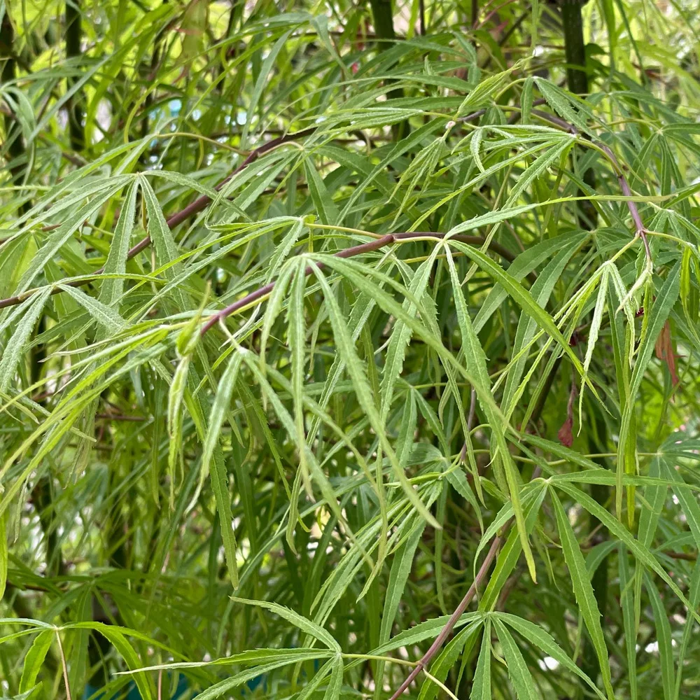 Japanese Maple Trees — Seattle's Favorite Garden Store Since 1924 ...