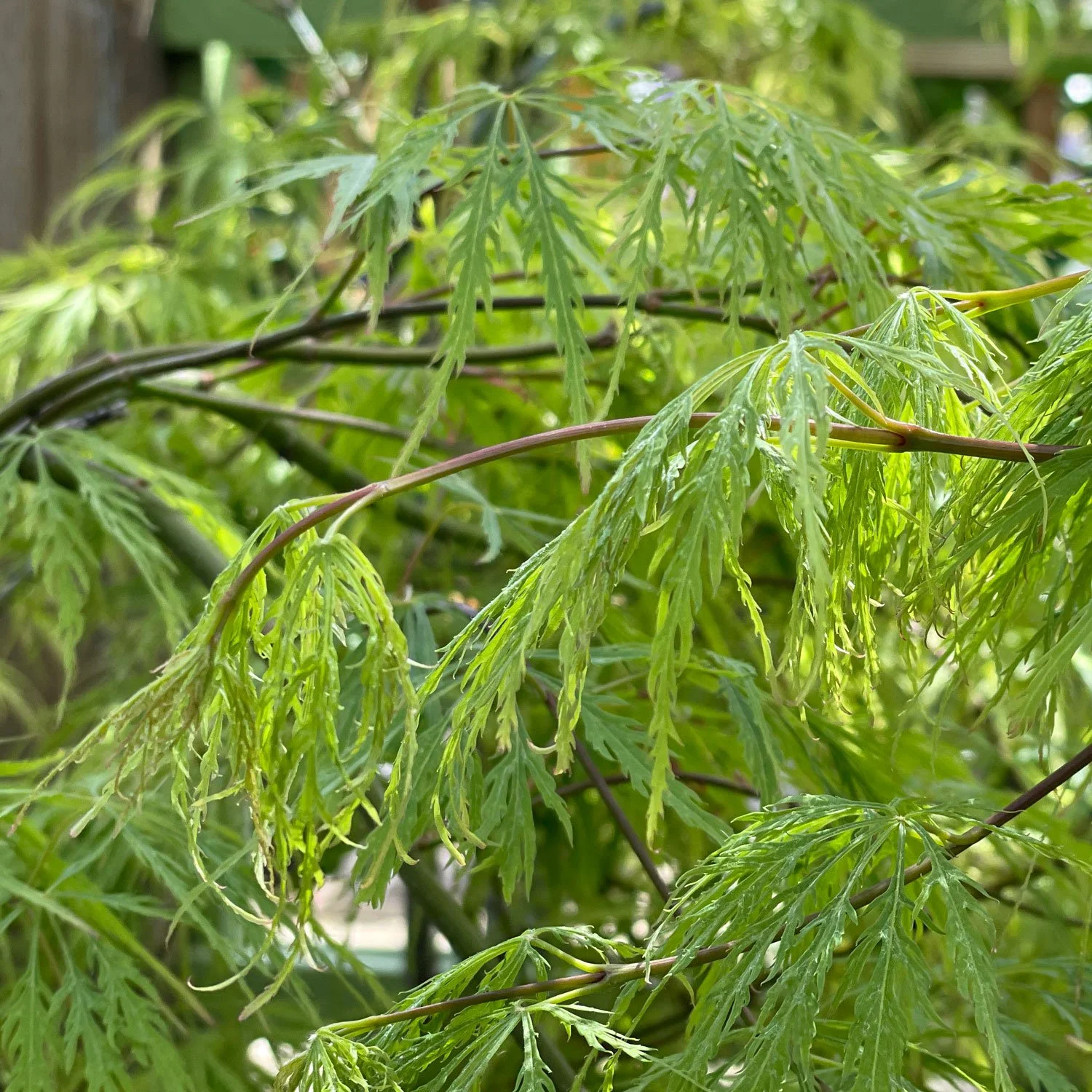 Japanese Maple Trees — Seattle's Favorite Garden Store Since 1924 ...