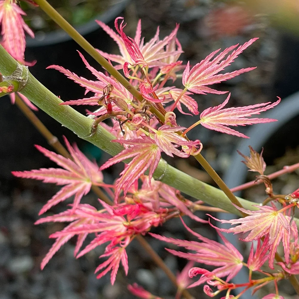 Japanese Maple Trees — Seattle's Favorite Garden Store Since 1924 ...