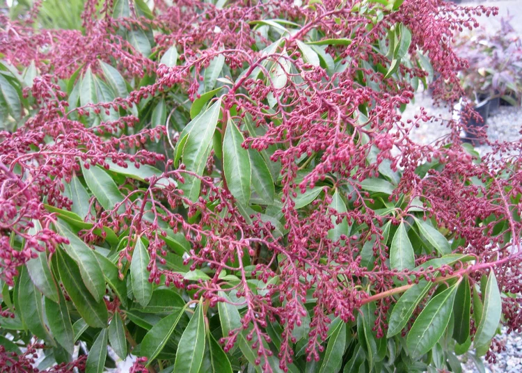 Winter Window Shopping: 3 Plants to Brighten Your View — Seattle's ...