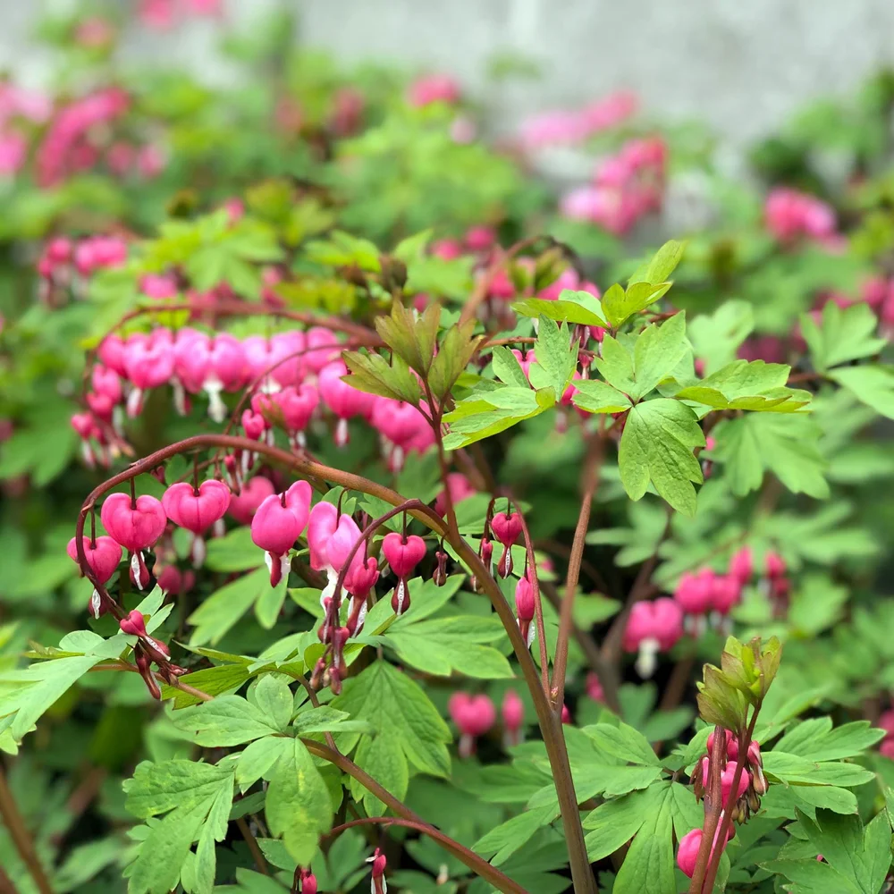 Flowers for Shade Gardens — Seattle's Favorite Garden Store Since 1924 ...