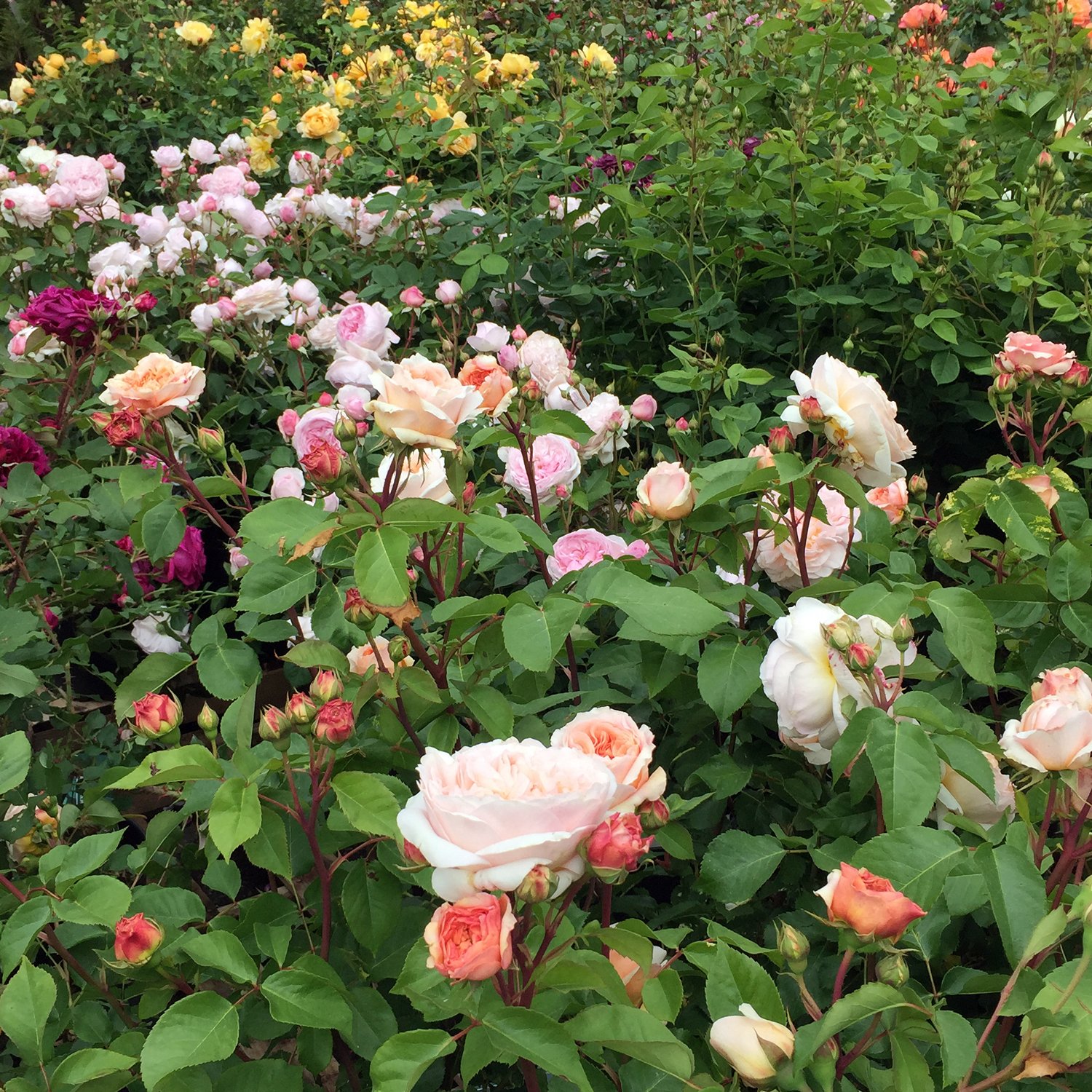 How to Grow Roses in the Pacific Northwest — Seattle's Favorite Garden ...