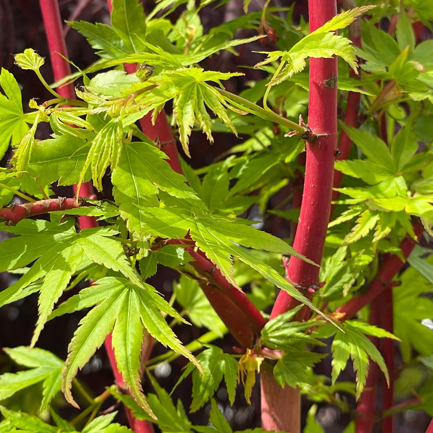 Japanese Maple Trees — Seattle's Favorite Garden Store Since 1924 ...