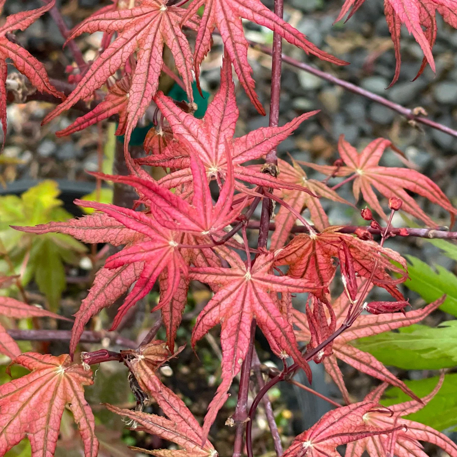 Japanese Maple Trees — Seattle's Favorite Garden Store Since 1924 ...