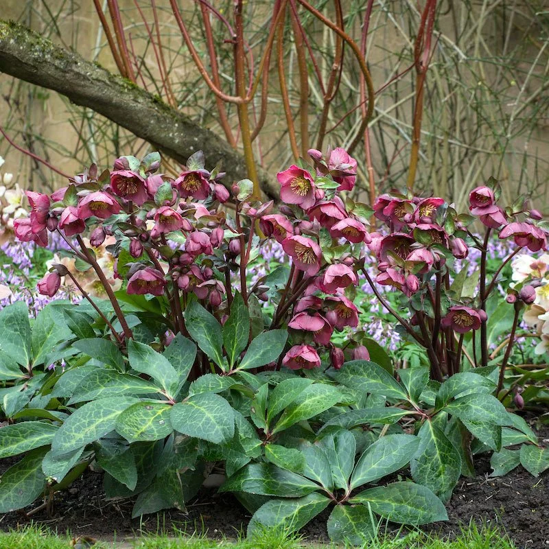 Flowers for Shade Gardens — Seattle's Favorite Garden Store Since 1924 ...