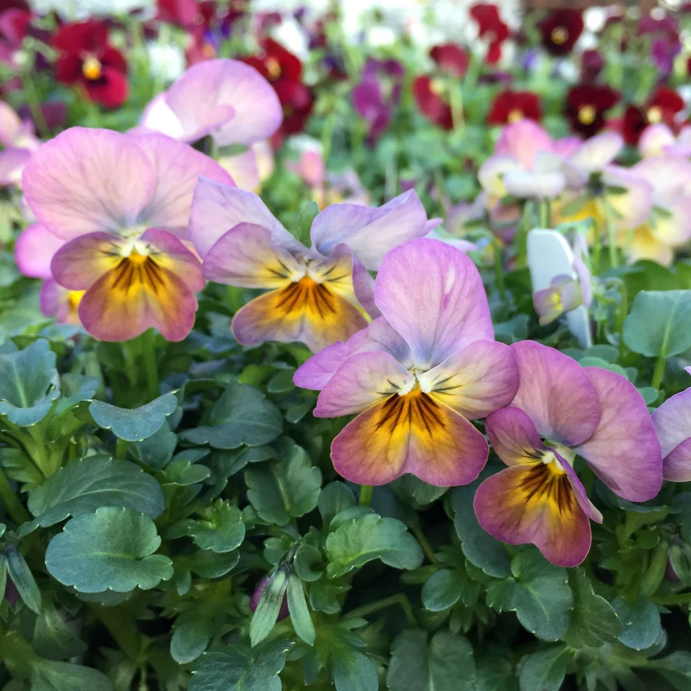 Flowers for Partial Shade — Seattle's Favorite Garden Store Since 1924 ...