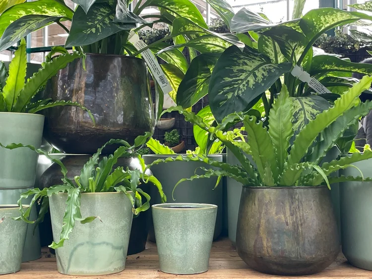 Pots for Indoor Plants — Seattle's Favorite Garden Store Since 1924 ...