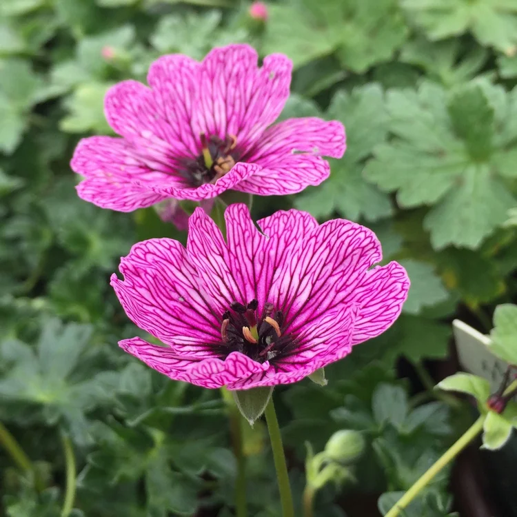 Flowers for Partial Shade — Seattle's Favorite Garden Store Since 1924 ...