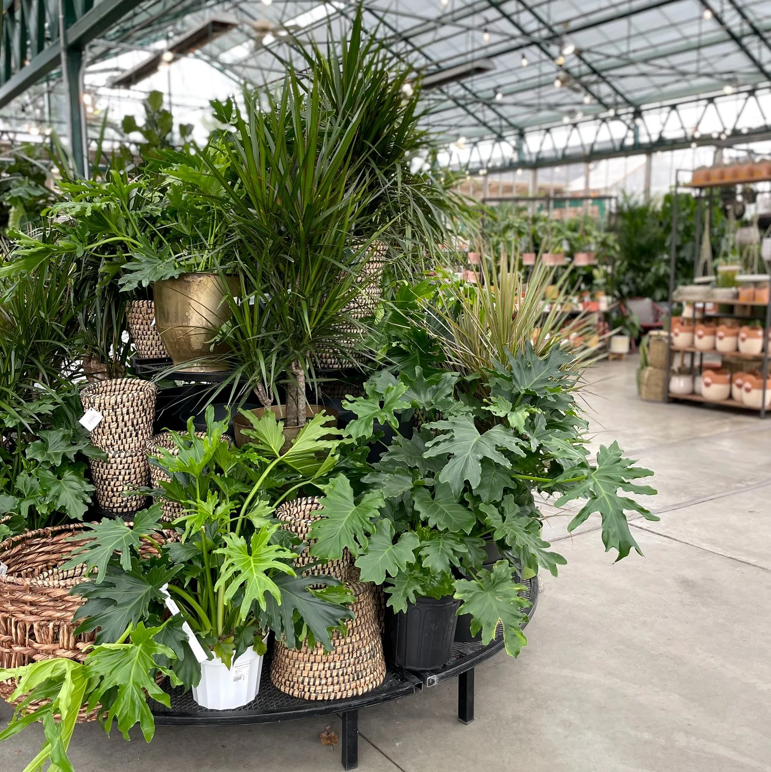 Guide to Growing Houseplants — Seattle's Favorite Garden Store Since ...