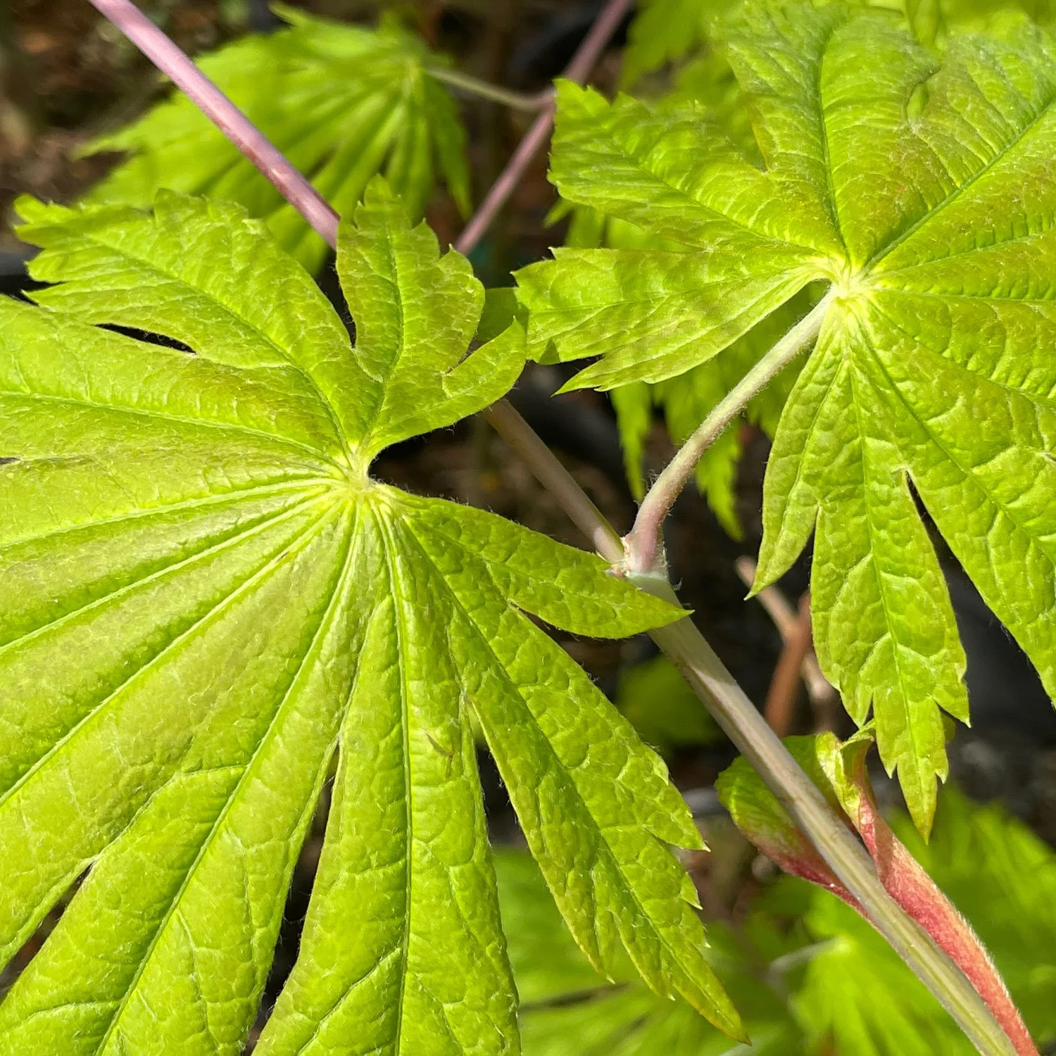 Japanese Maple Trees — Seattle's Favorite Garden Store Since 1924 ...
