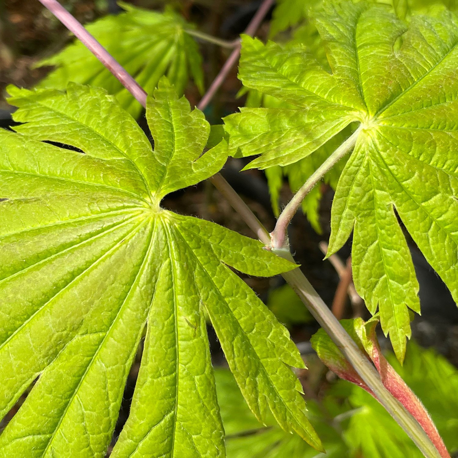 Japanese Maple Trees — Seattle's Favorite Garden Store Since 1924 ...