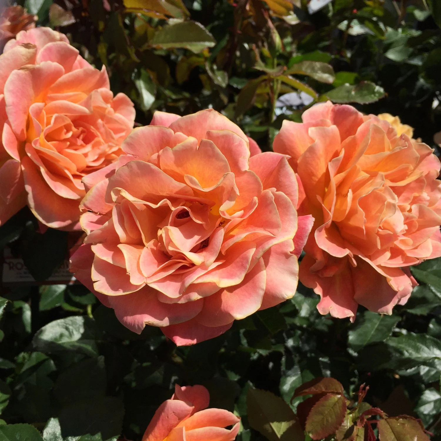 How to Grow Roses in the Pacific Northwest — Seattle's Favorite Garden ...