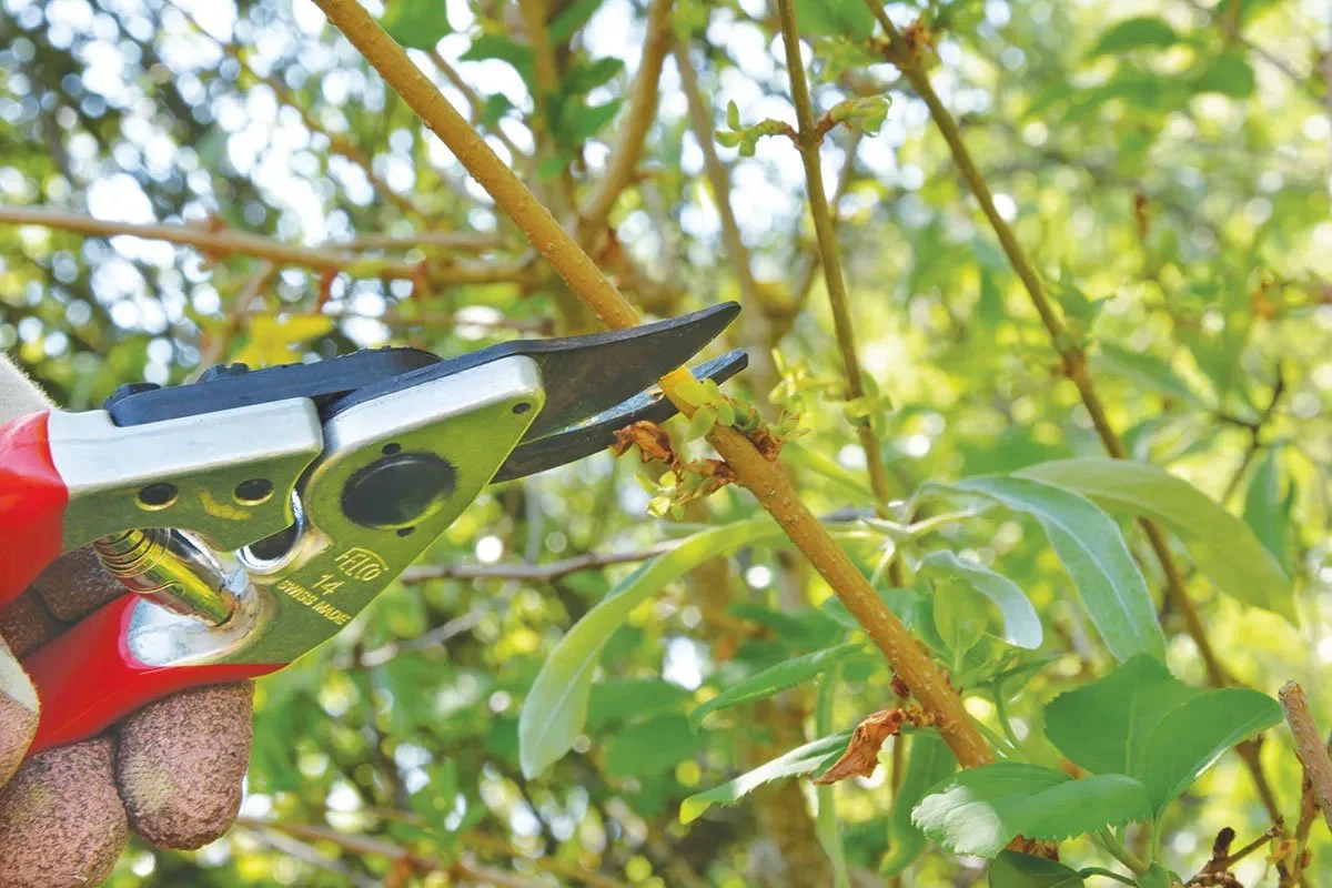 Pruning Calendar — Seattle's Favorite Garden Store Since 1924 ...