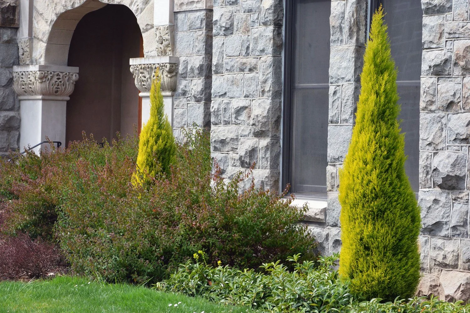 19 Drought-Tolerant Trees and Shrubs for a Water-Wise Garden — Seattle ...