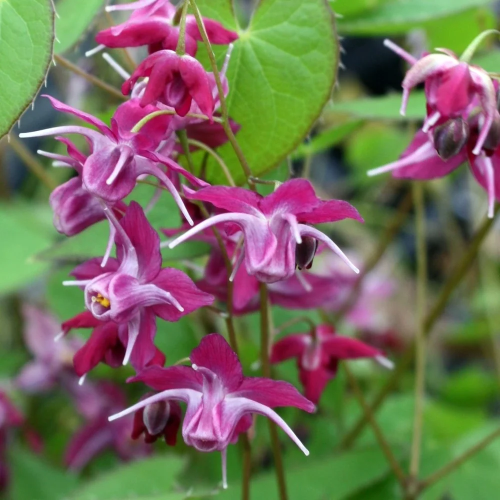 Flowers for Shade Gardens — Seattle's Favorite Garden Store Since 1924 ...