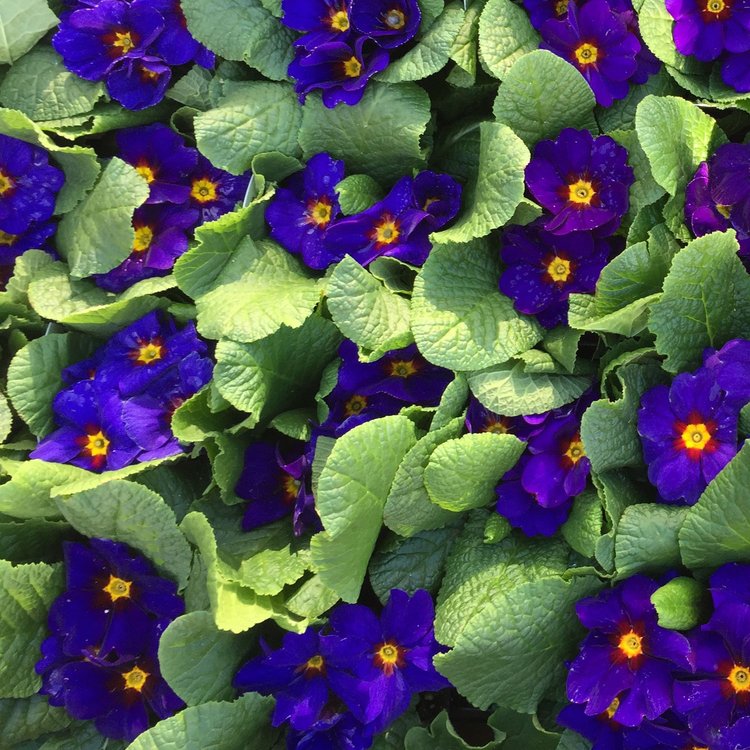 Flowers for Partial Shade — Seattle's Favorite Garden Store Since 1924 ...