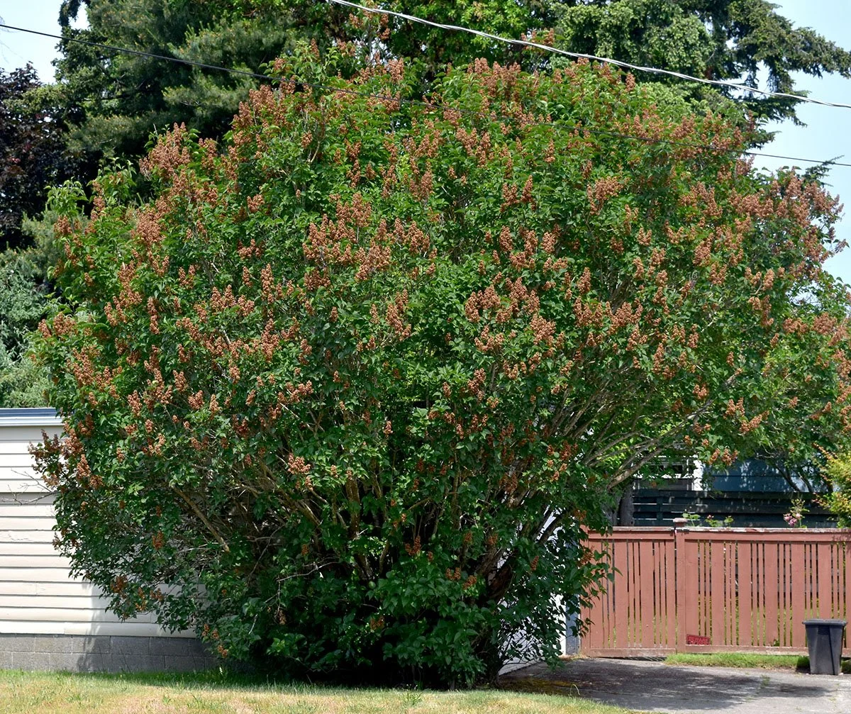 Pruning Calendar — Seattle's Favorite Garden Store Since 1924 ...