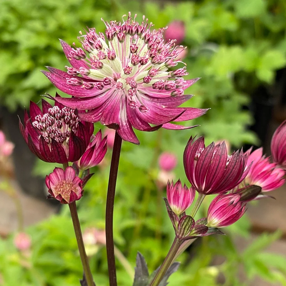 Flowers for Partial Shade — Seattle's Favorite Garden Store Since 1924 ...