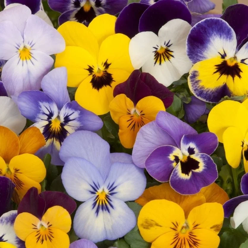 Our Favorite Early Spring Flowers — Seattle's Favorite Garden Store ...