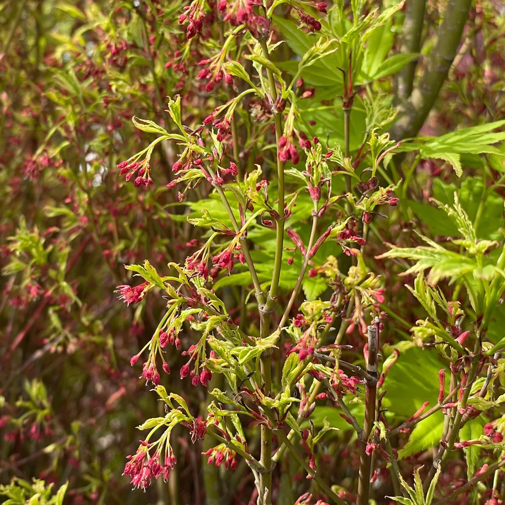 Japanese Maple Trees — Seattle's Favorite Garden Store Since 1924 ...
