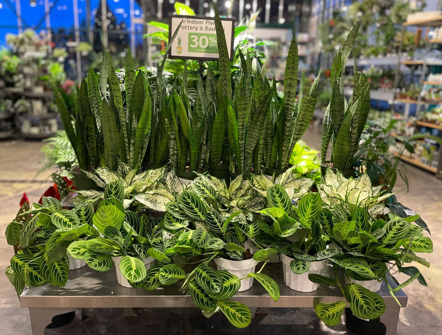 Indoor Plants — Seattle's Favorite Garden Store Since 1924 - Swansons ...