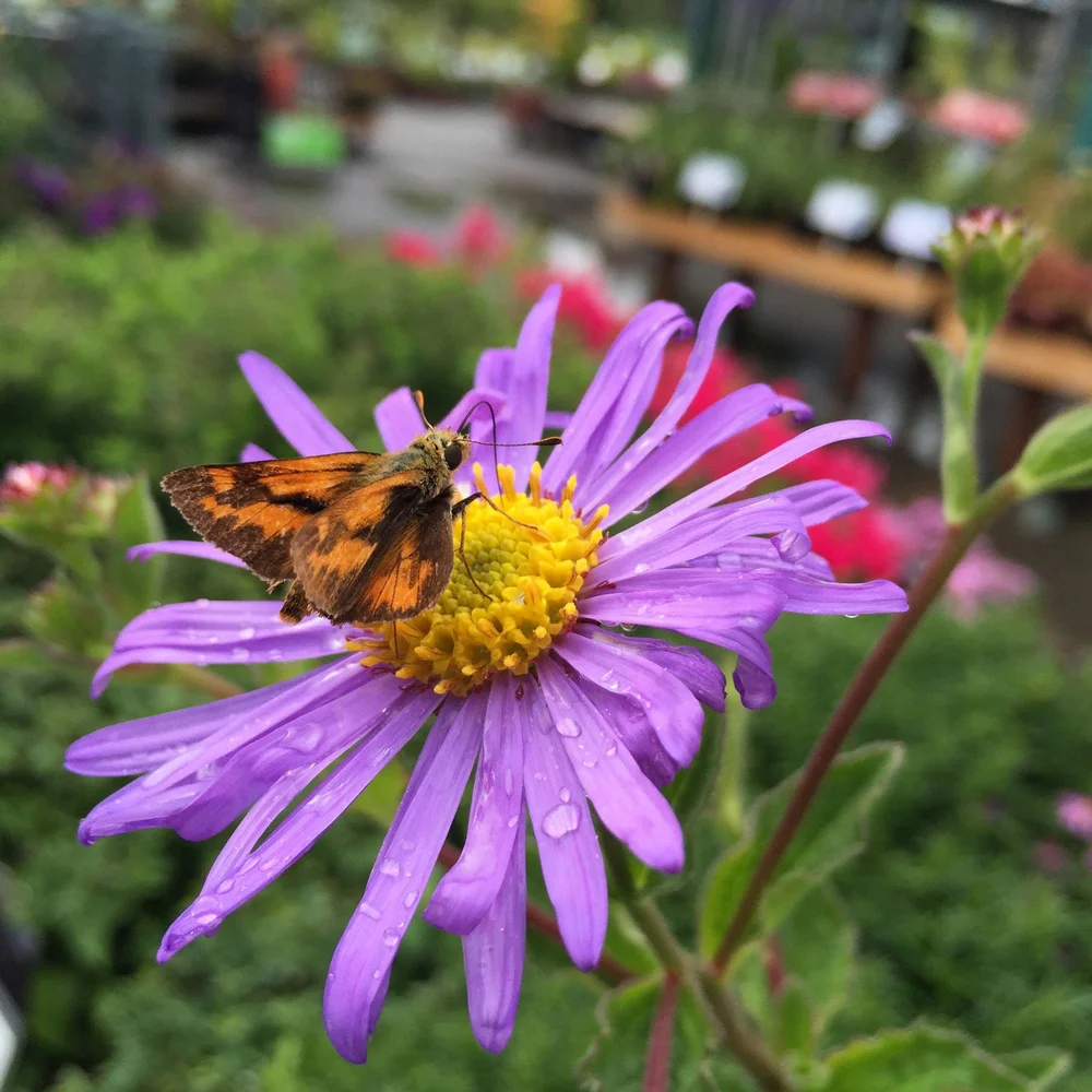 11 Flowers That Attract Bees, Butterflies, and Hummingbirds to Your ...