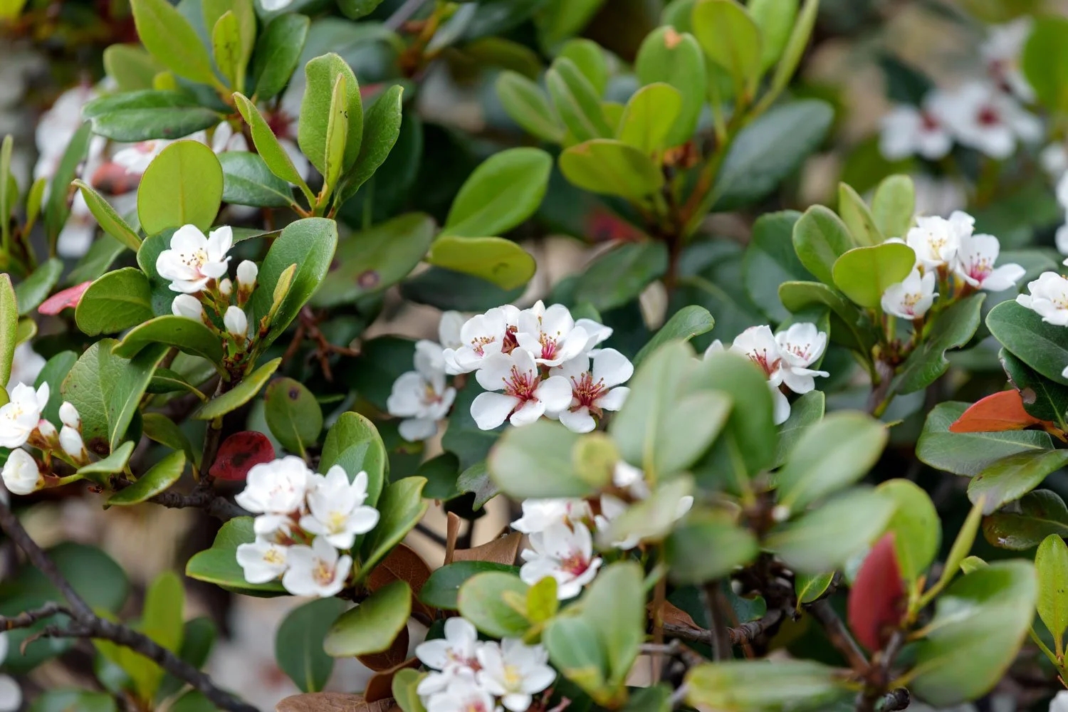 19 Drought-Tolerant Trees and Shrubs for a Water-Wise Garden — Seattle ...