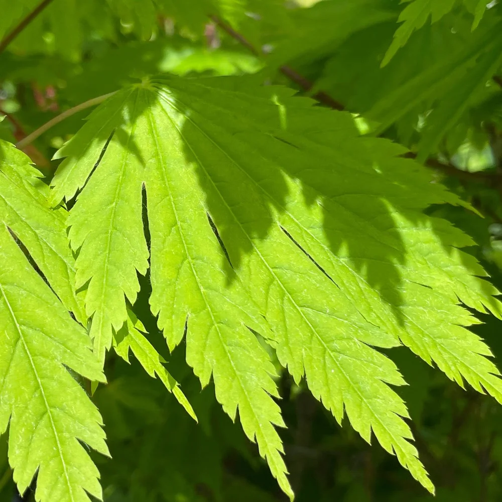 Japanese Maple Trees — Seattle's Favorite Garden Store Since 1924 ...