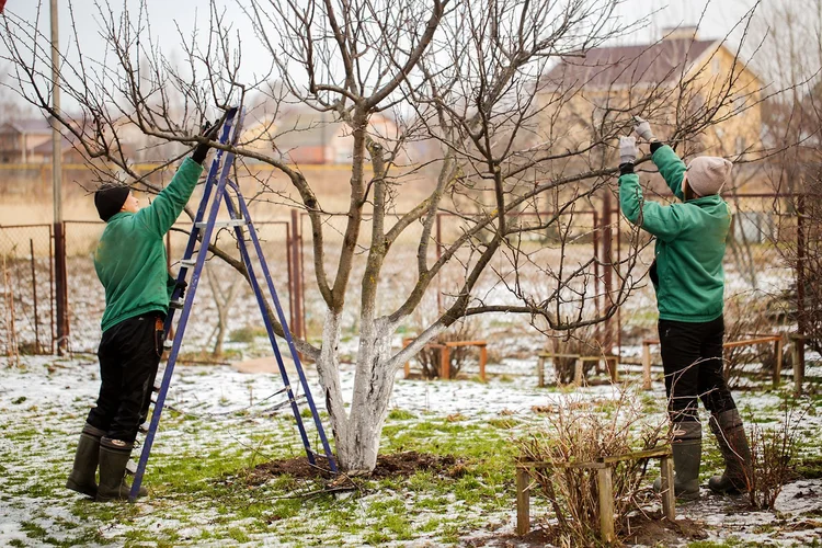 Pruning Calendar — Seattle's Favorite Garden Store Since 1924 ...