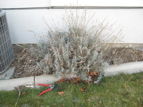Pruning Calendar — Seattle's Favorite Garden Store Since 1924 ...