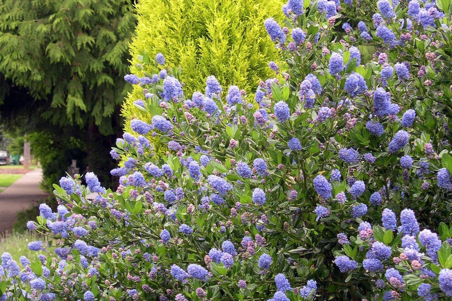 19 Drought-Tolerant Trees and Shrubs for a Water-Wise Garden — Seattle ...