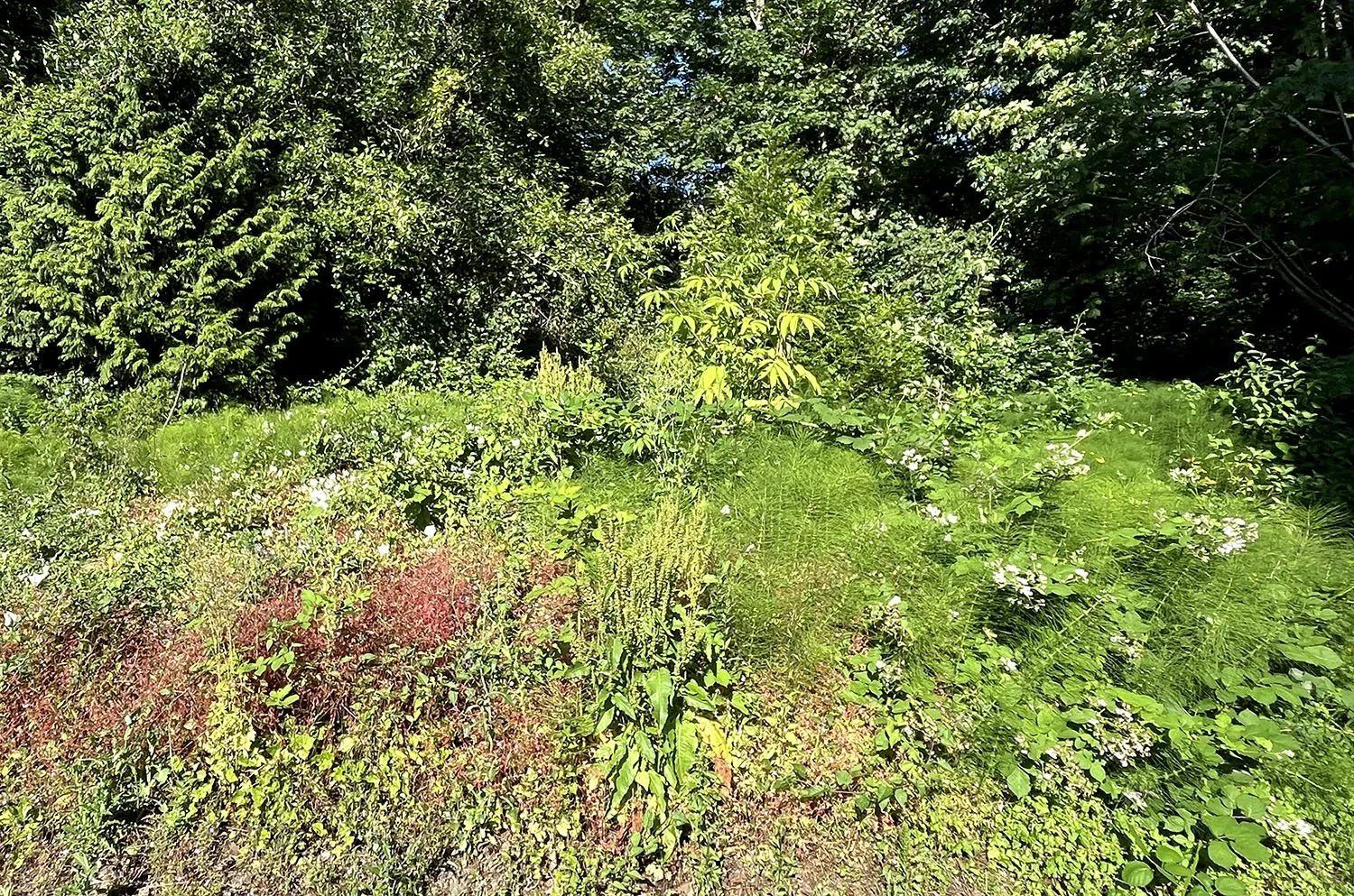 Living With (or Without) Weeds — Seattle's Favorite Garden Store Since ...