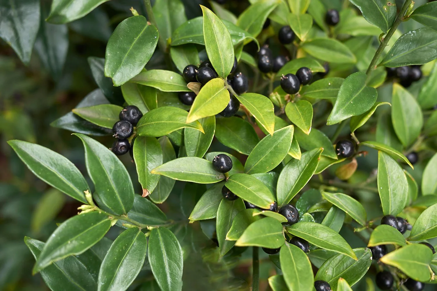 19 Drought-Tolerant Trees and Shrubs for a Water-Wise Garden — Seattle ...