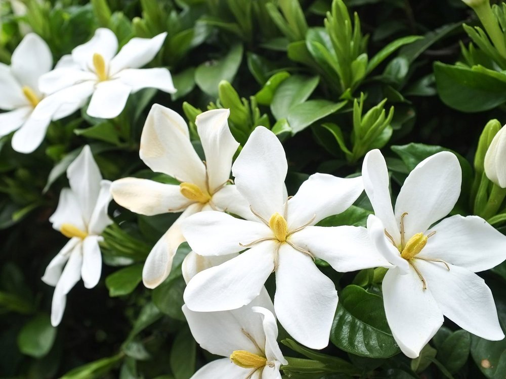 The Four-Season Fragrance Garden — Seattle's Favorite Garden Store ...