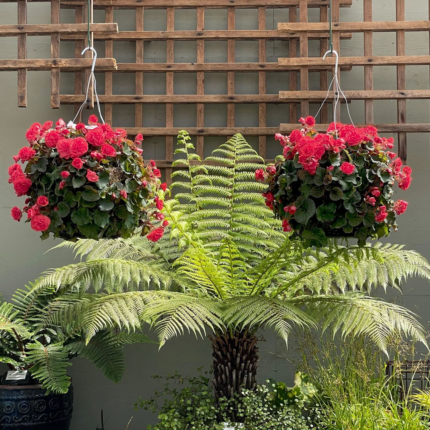 Flowers for Partial Shade — Seattle's Favorite Garden Store Since 1924 ...