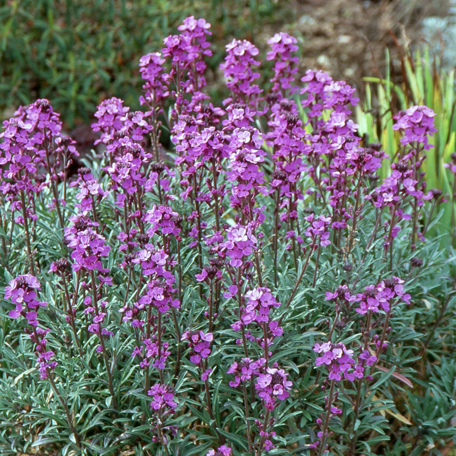 Our Favorite Early Spring Flowers — Seattle's Favorite Garden Store ...